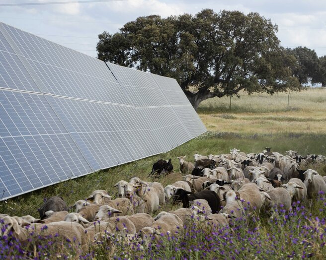 Project vendors | Encavis